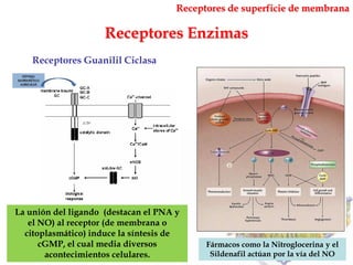 Membranas, Receptores y Hormonas - Fabián Rodríguez | PPTX