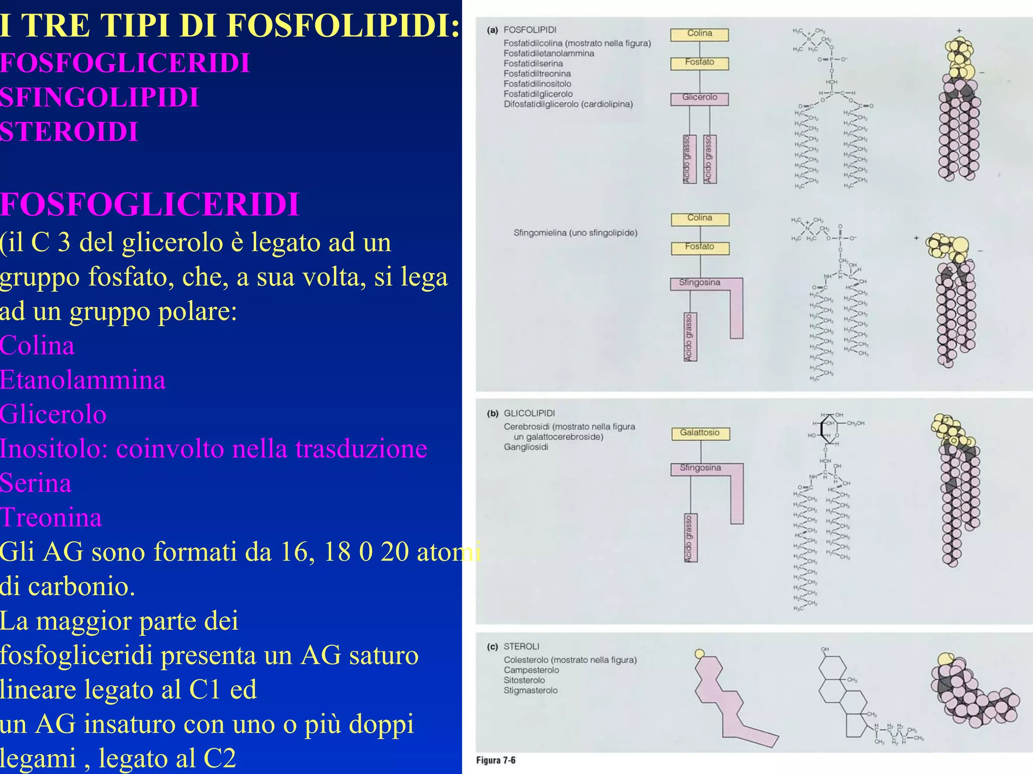 Membrana struttura e funzione | PPT