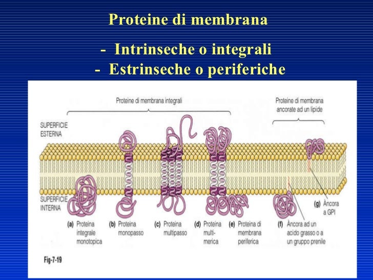 Membrana struttura e funzione