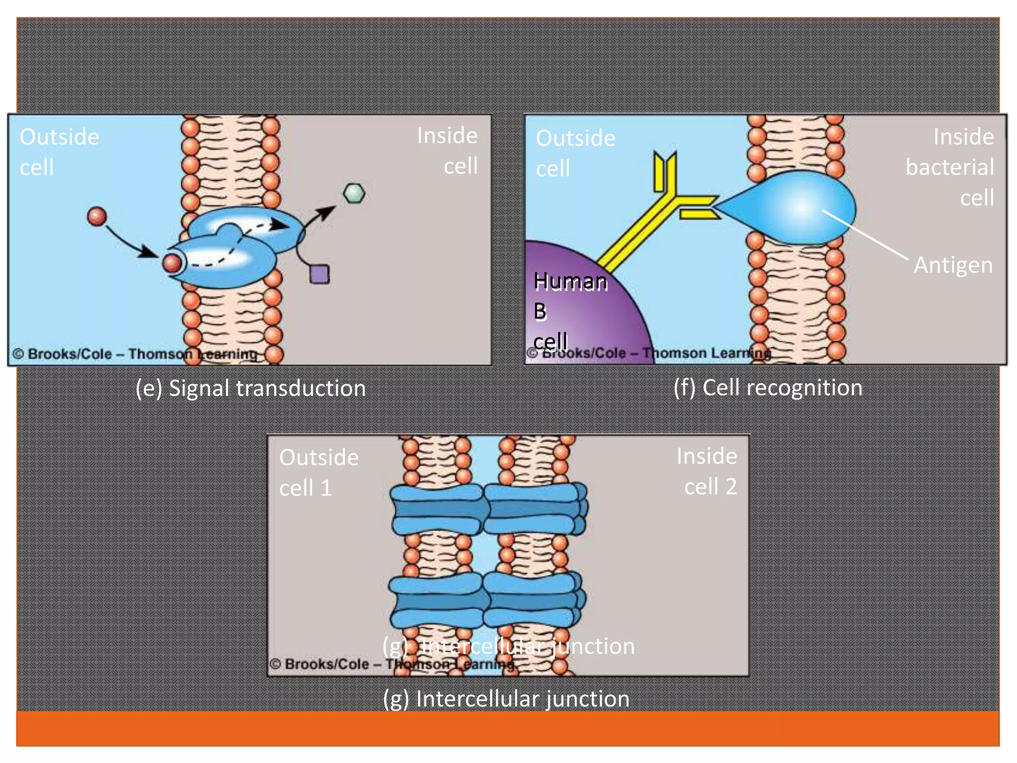 Membrana y transporte celular | PPTX