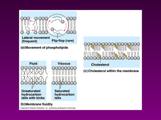 Membrane pt.1 | PPT