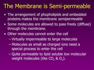 Membrane pt.1 | PPT