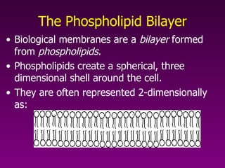 Membrane pt.1 | PPT