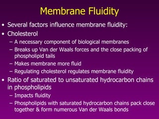 Membrane pt.1 | PPT