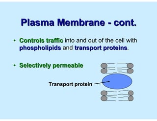 Membrane | PDF