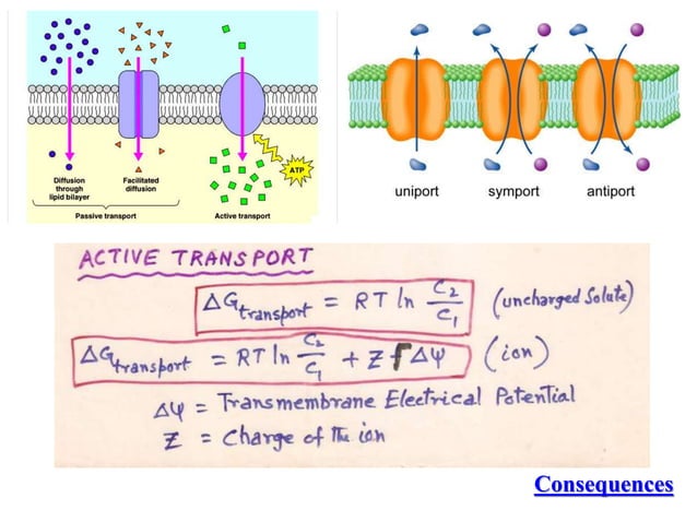 Membrane.Transport.Students Copy.pptx