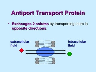 Plasma MEMBRANE structure and function.ppt
