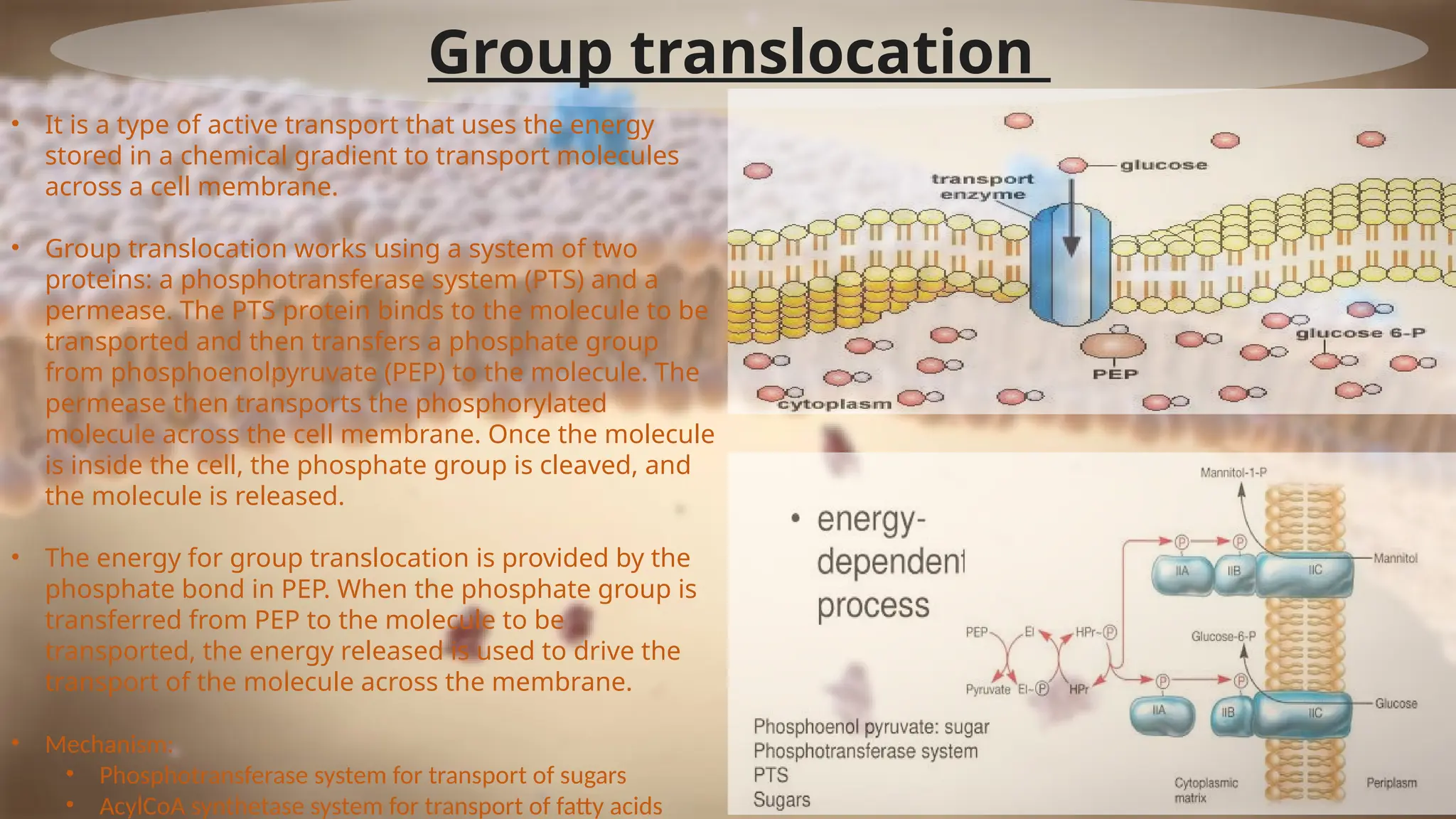 A brief note on membrane and membrane transport .pptx