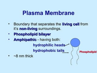 THE PLASMA MEMBRANE-SEMI PERMIABLE LAYER.ppt