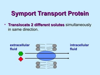 THE PLASMA MEMBRANE-SEMI PERMIABLE LAYER.ppt