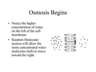 Cell membrane and Osmosis | PPT