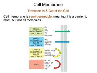 Cell membrane and Osmosis | PPT