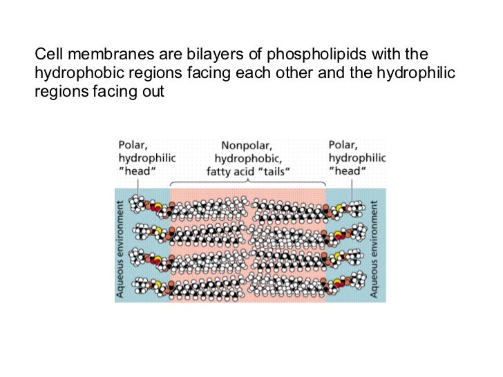 Cell membrane and Osmosis
