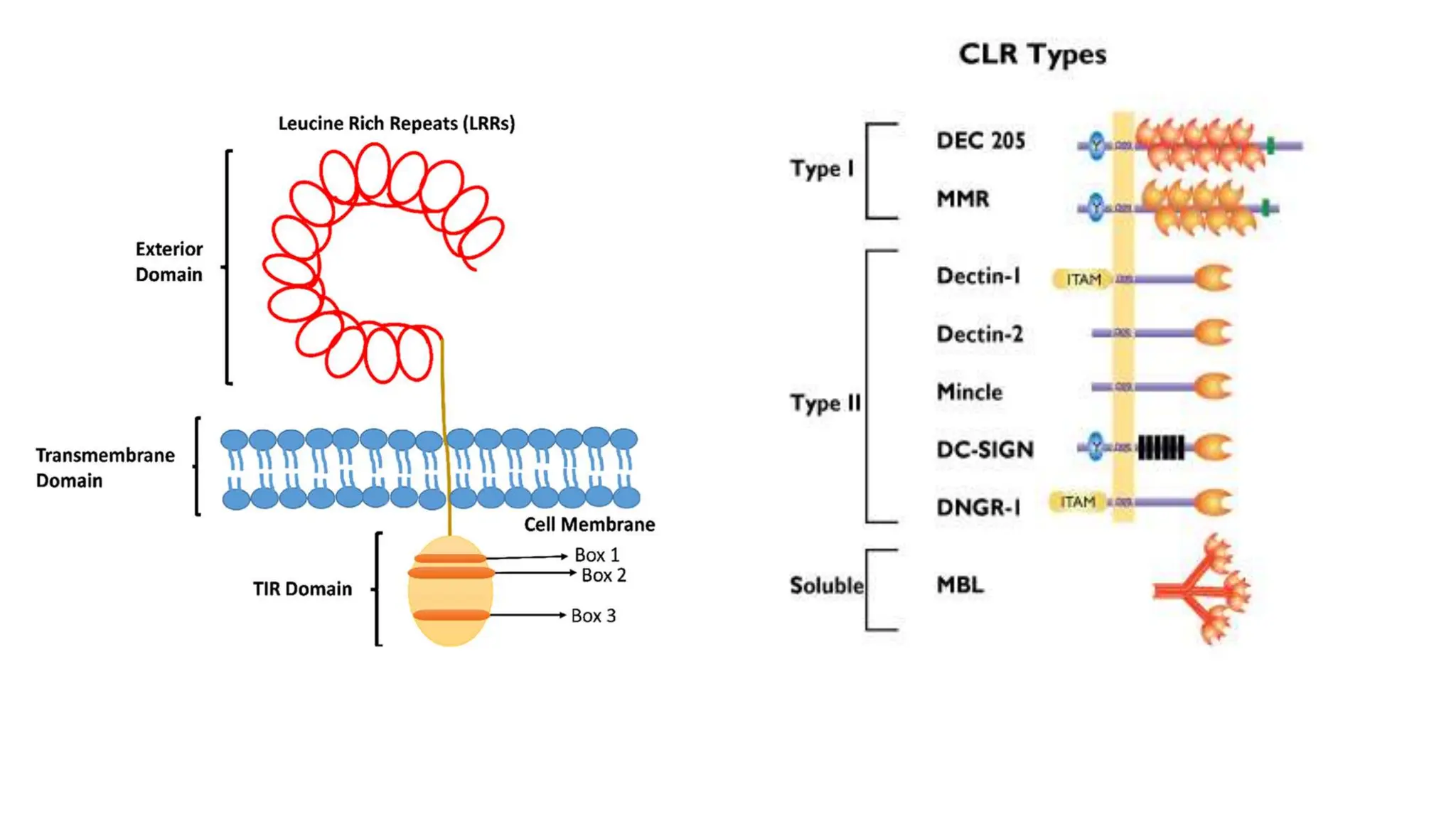 Membrane-Bound-Pattern-Recognition-Receptors.pptx
