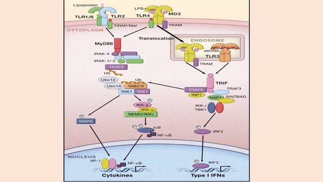Membrane-Bound-Pattern-Recognition-Receptors.pptx