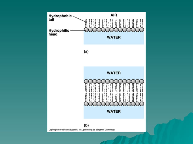 movement accross cell membrane | PPT