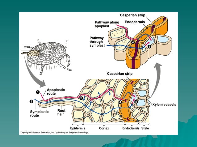 Movement Accross Cell Membrane Ppt