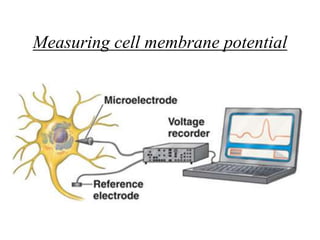 membrane-potential.ppt