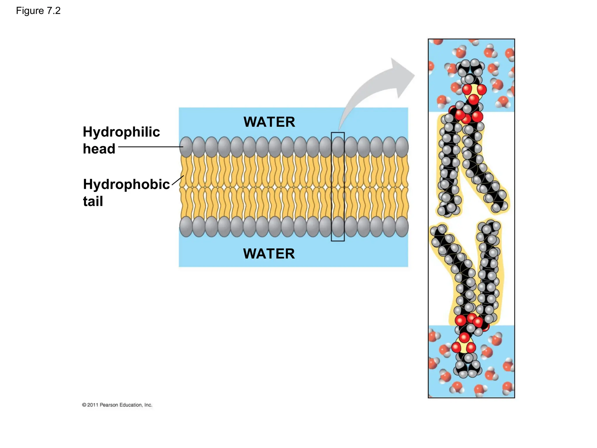 cell Membrane-Structure-and-Function.ppt
