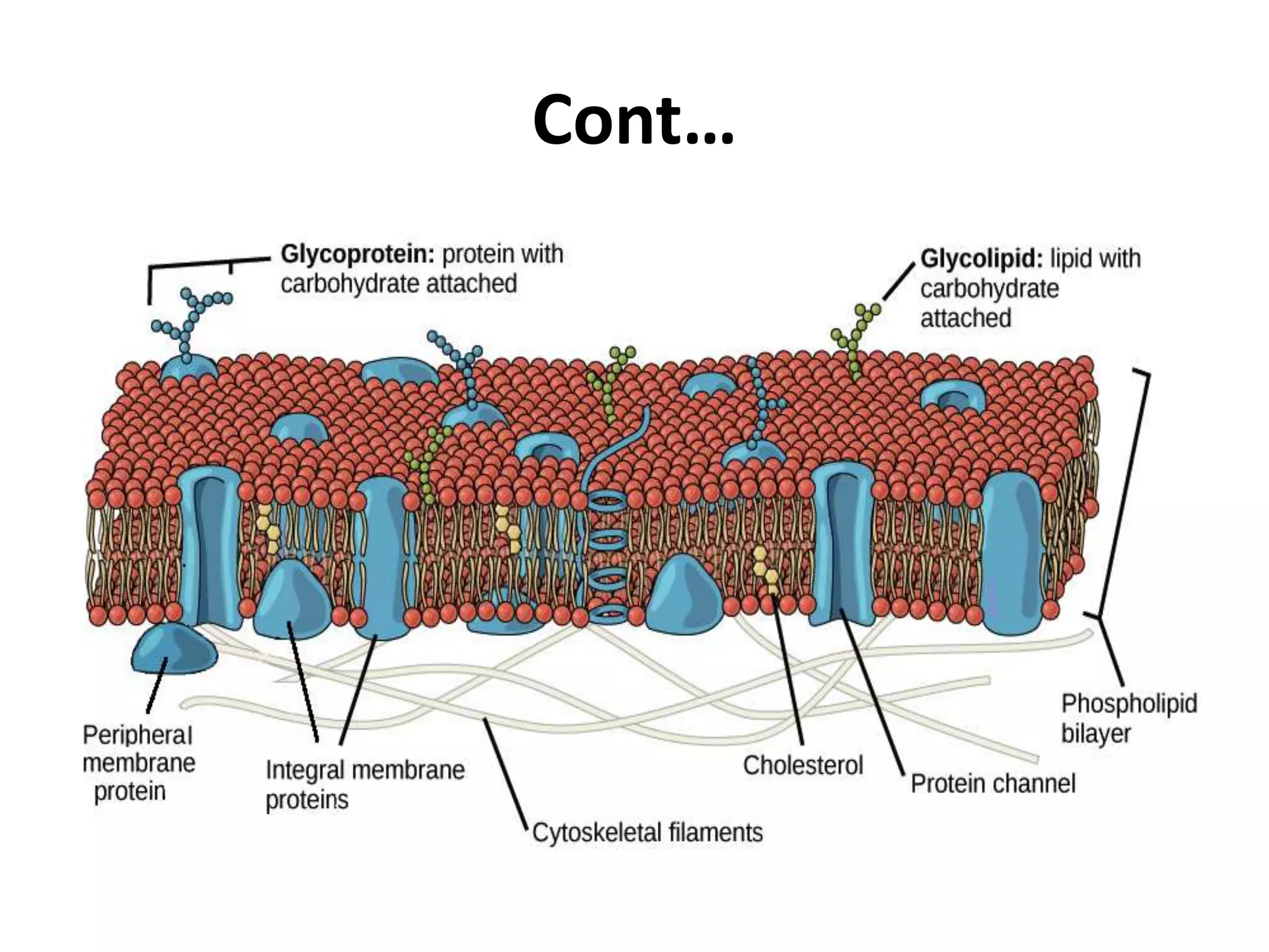 Membrane and extracellular matrix diseases | PPTX