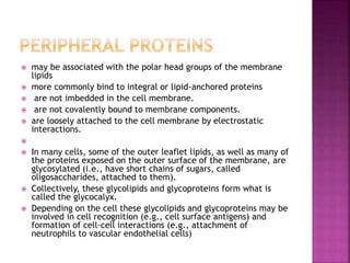 Membrane and nerve physiology CTTO: Dra Glice Aoanan | PPTX