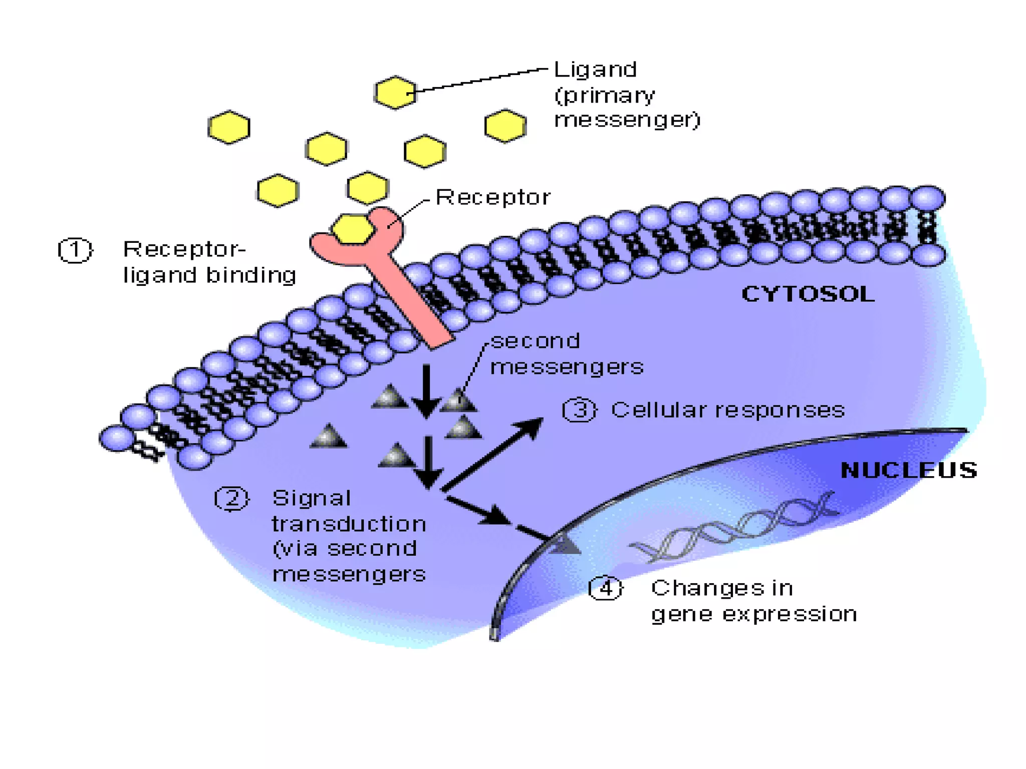 Membrane based classification of signalling pathways | PPT