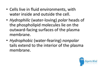 Membrane biology | PPT