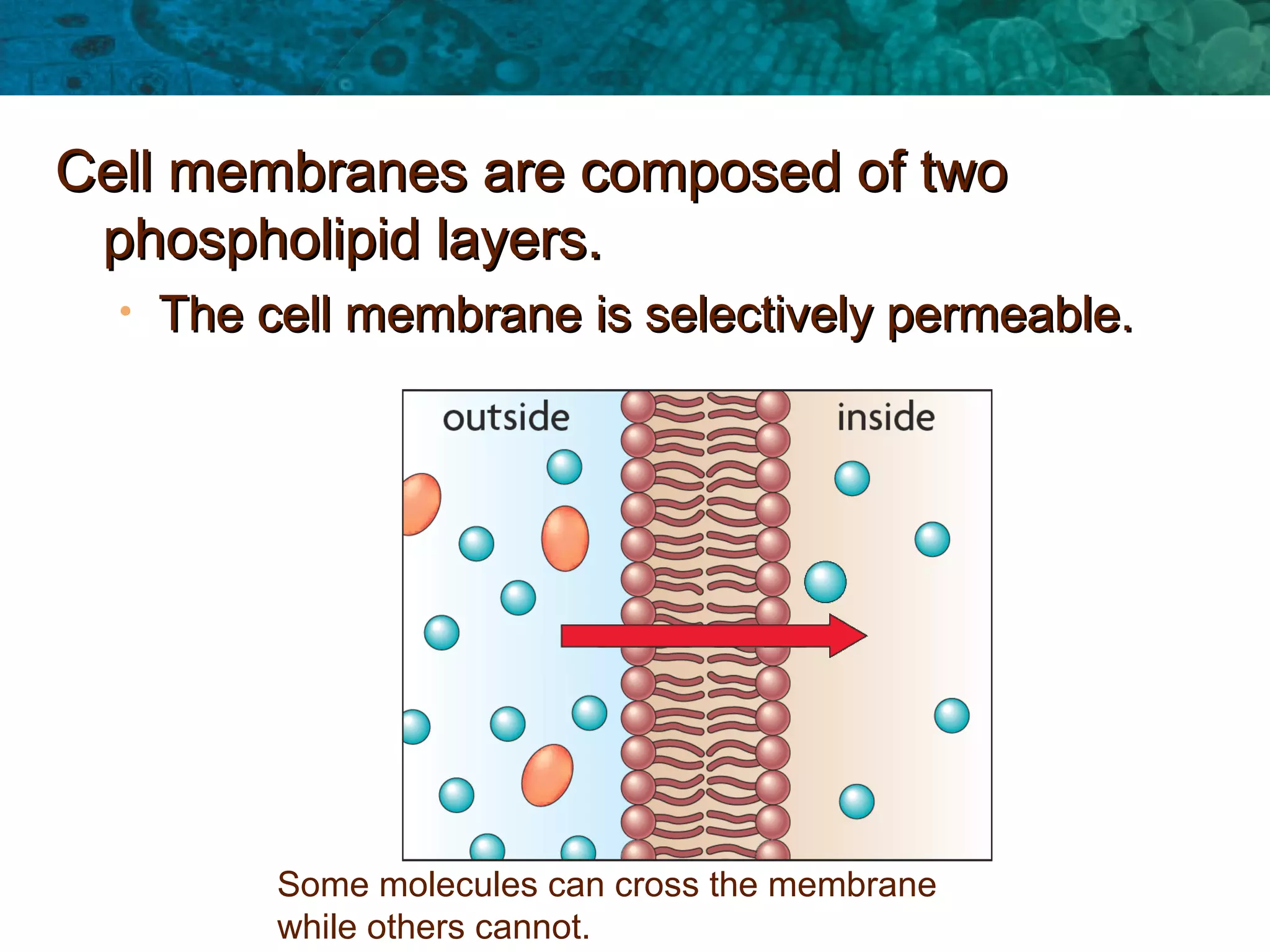 Membrane & Diffusion notes | PPT