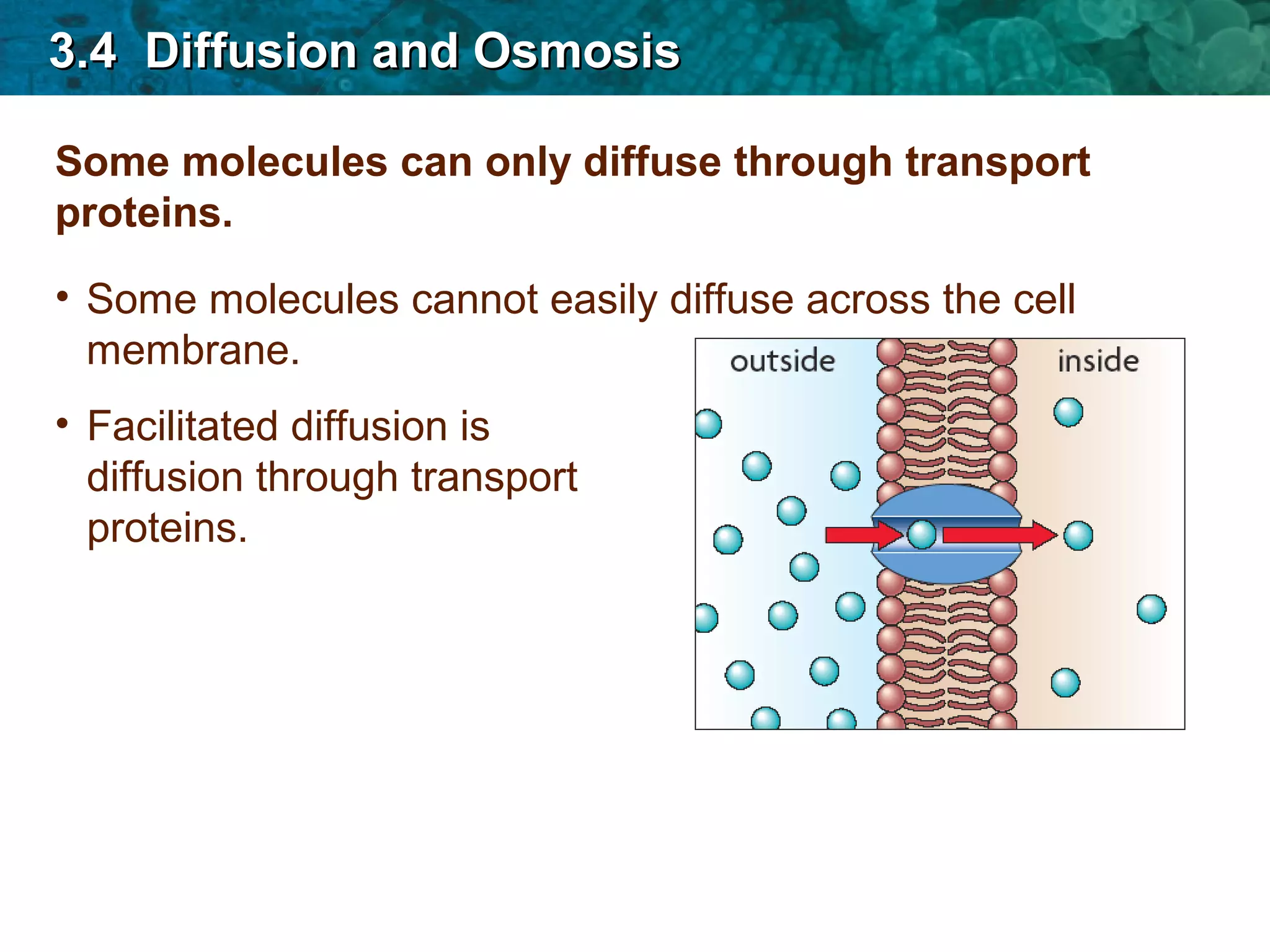 Membrane & Diffusion notes | PPT