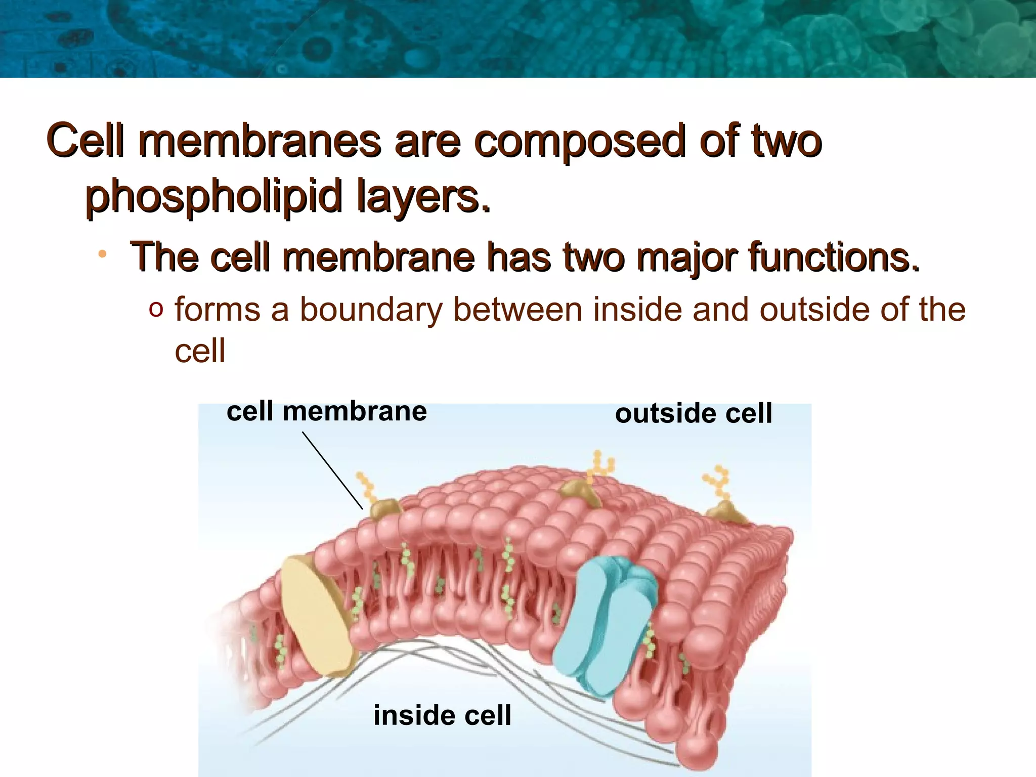 Membrane & Diffusion notes | PPT