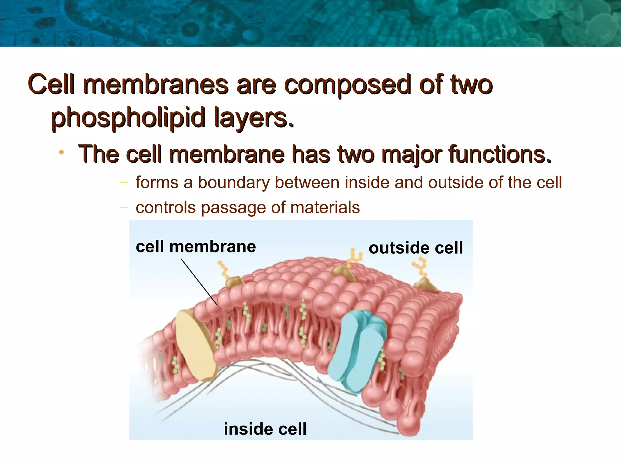 Membrane & Diffusion notes | PPT