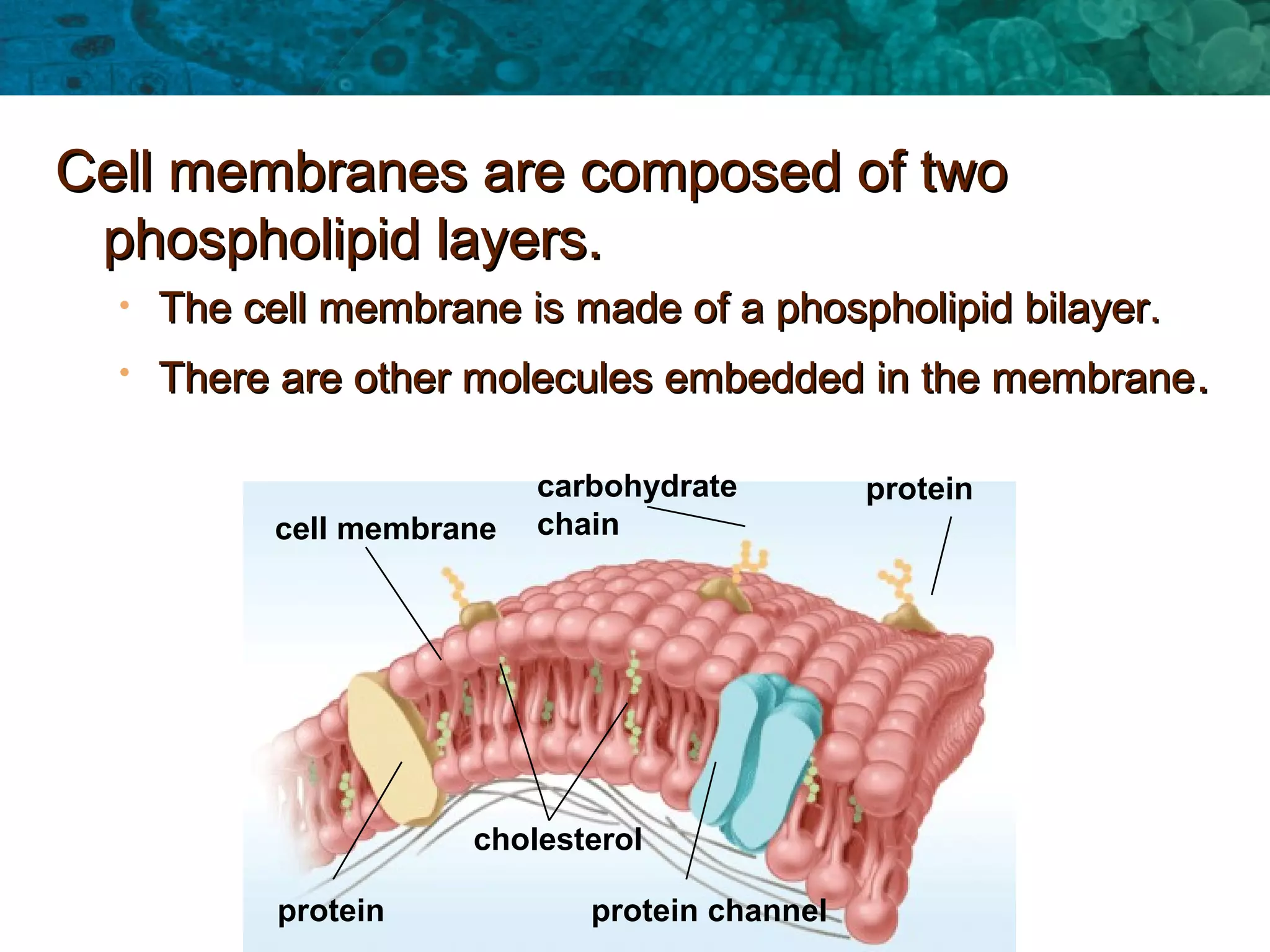 Membrane & Diffusion notes | PPT