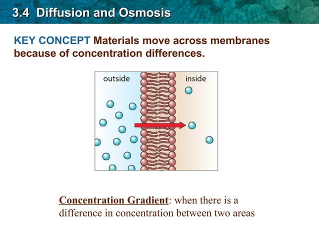Membrane & Diffusion notes | PPT