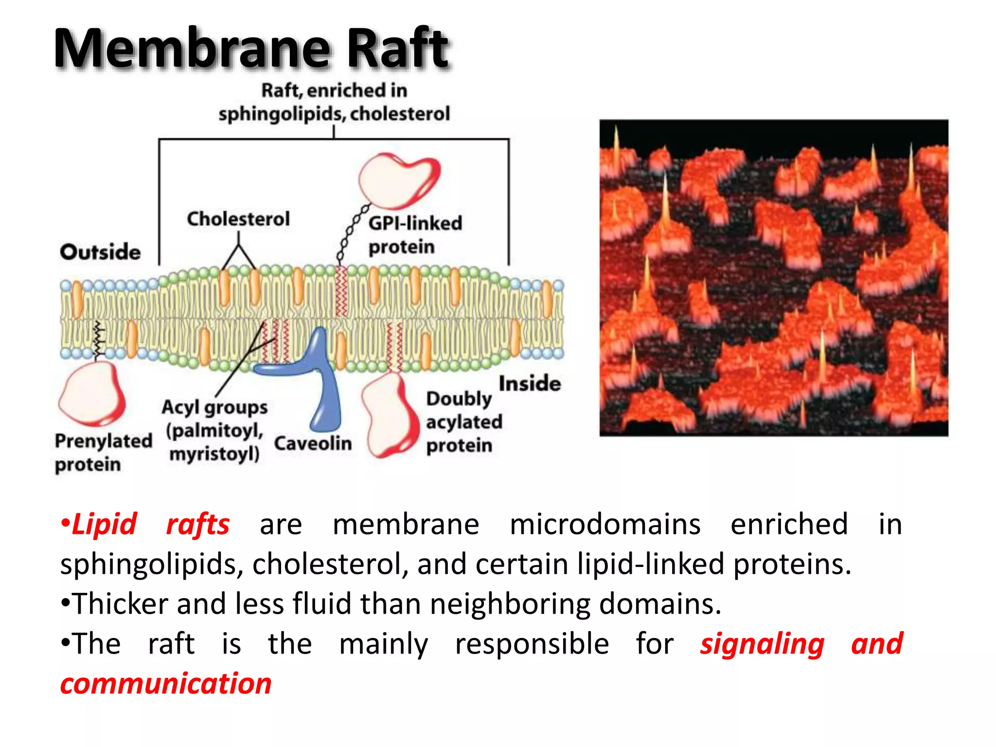 Membrane Dynamics:Properties of biological membrane (plasma membrane ...