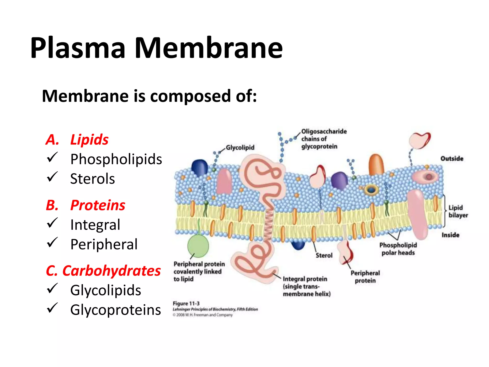 Membrane Dynamics:Properties of biological membrane (plasma membrane) | PPSX