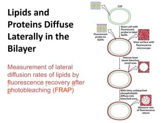 Membrane Dynamics:Properties of biological membrane (plasma membrane ...