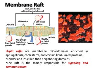 Membrane Dynamics:Properties of biological membrane (plasma membrane ...