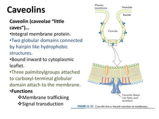 Membrane Dynamics:Properties of biological membrane (plasma membrane ...