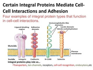 Membrane Dynamics:Properties of biological membrane (plasma membrane ...