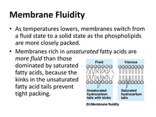 Membrane Dynamics:Properties of biological membrane (plasma membrane ...