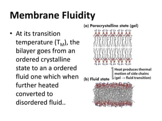 Membrane Dynamics:Properties of biological membrane (plasma membrane ...