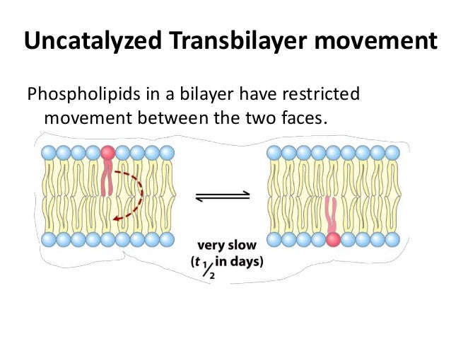 Membrane Dynamics:Properties of biological membrane (plasma membrane)