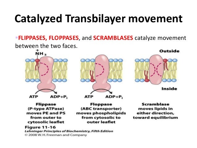 Membrane Dynamics:Properties of biological membrane (plasma membrane)