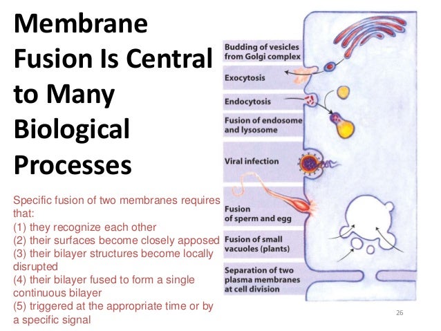 Membrane Dynamics:Properties of biological membrane (plasma membrane)
