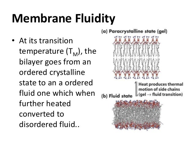 Membrane Dynamics:Properties of biological membrane (plasma membrane)