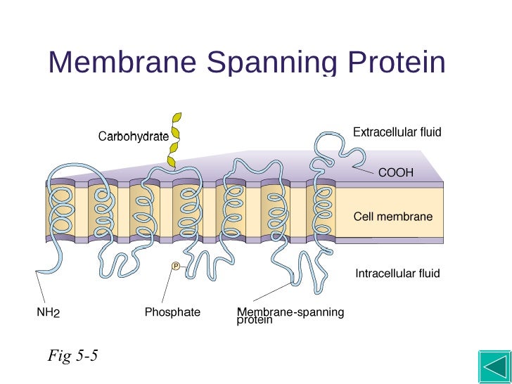 Membrane Dynamics1