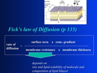 Membrane Dynamics1 | PPT