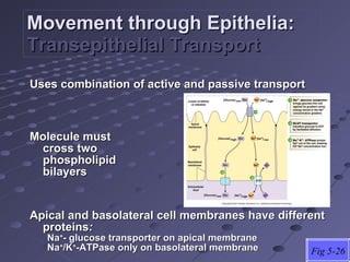 Membrane Dynamics, Part 2 | PPT | Chemistry | Science