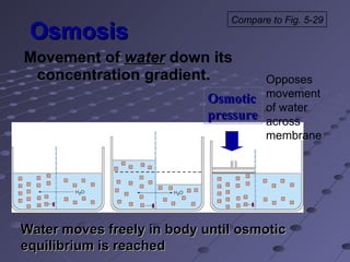 Membrane Dynamics, Part 2 | PPT