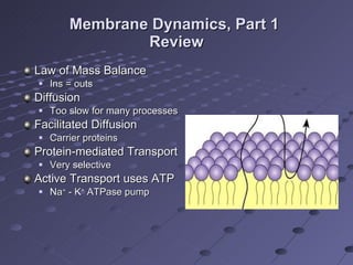 Membrane Dynamics, Part 2 | PPT